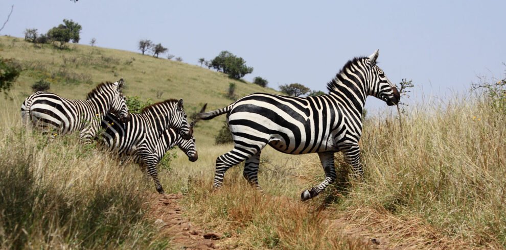 06 Days – Rift Valley and Bale Mountains National Park – abebatours.com